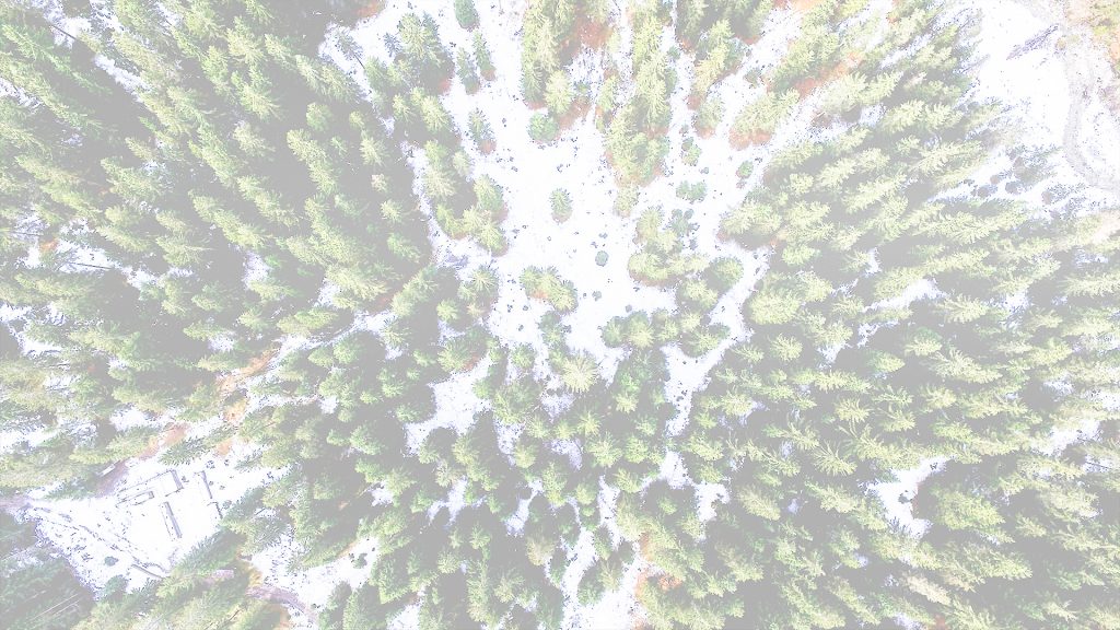 backdrop - Tree Ninja